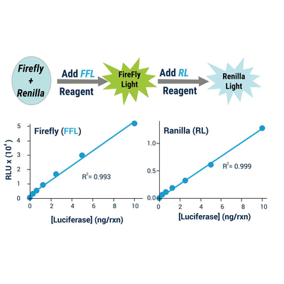 Dual Luciferase Reporter Assay Kit (BA0180) - OZYME - Ozyme