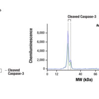 Cleaved Caspase-3 (Asp175) Antibody