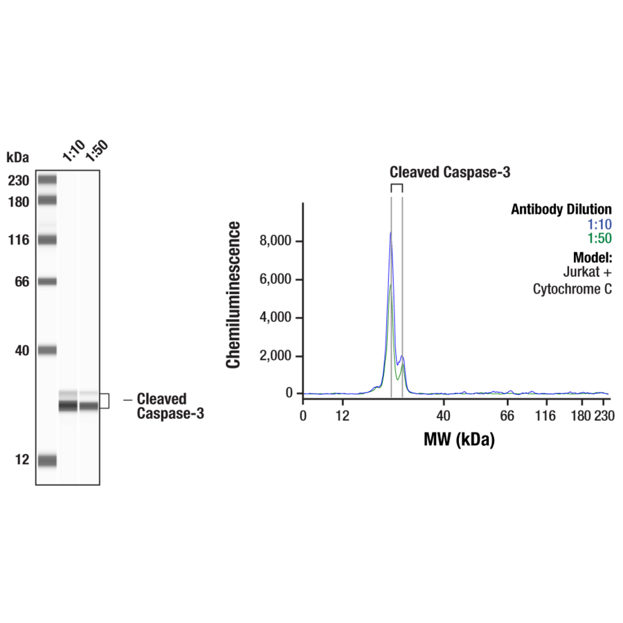Cleaved Caspase-3 (Asp175) Antibody