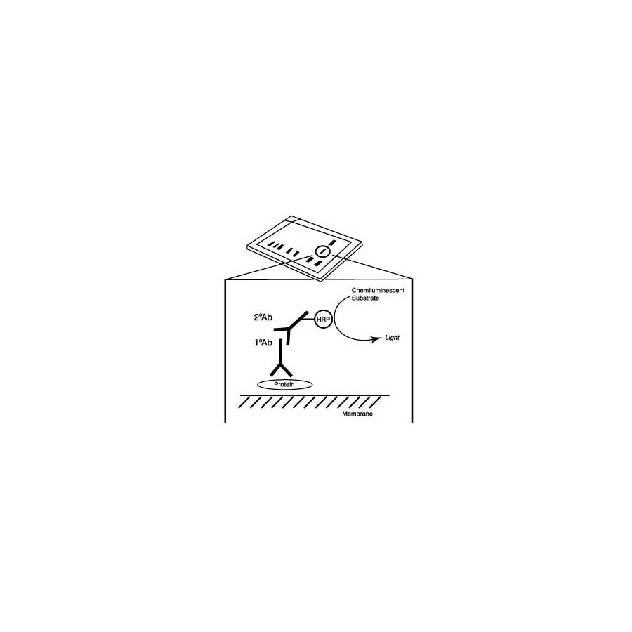 Anti-rabbit IgG, HRP-linked Antibody