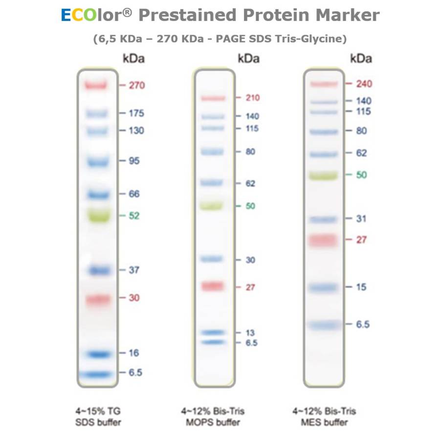 ECOlor Prestained Protein Marker