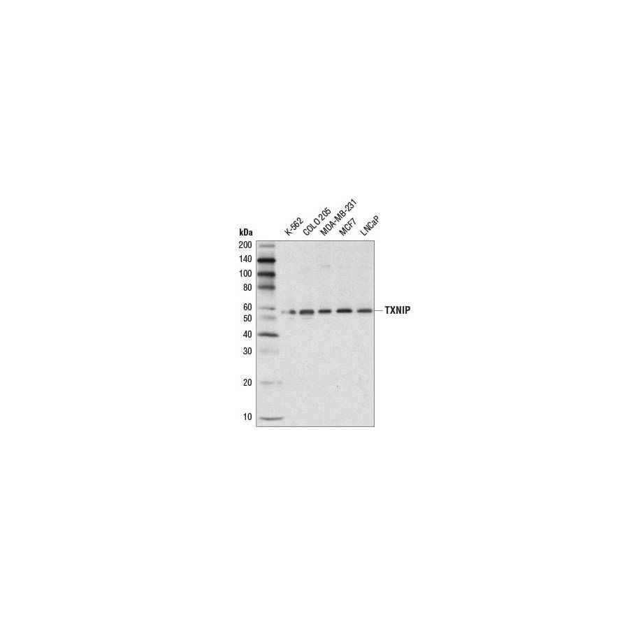Redox Homeostasis and Signaling Antibody Sampler Kit