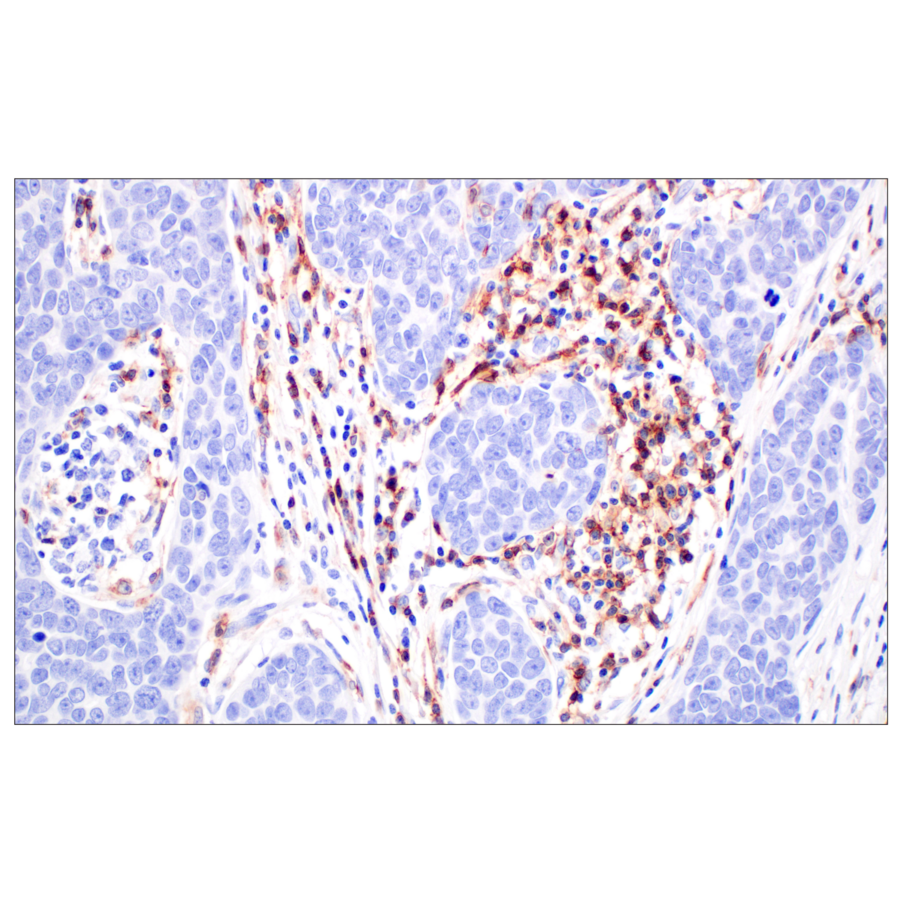 CD4 (MSVA-004R) Rabbit mAb (BSA and Azide Free)