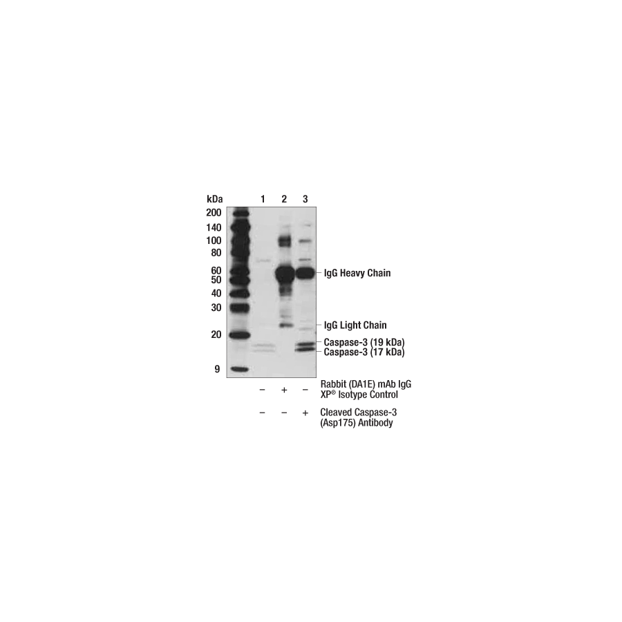 Cleaved Caspase-3 (Asp175) Antibody